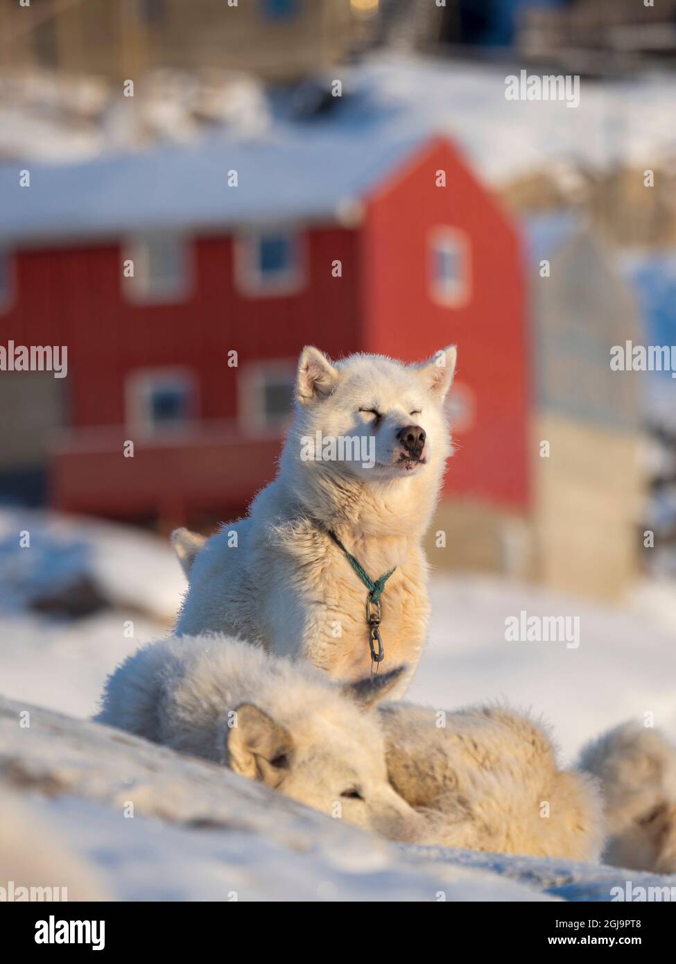 Draft animals hi-res stock photography and images - Alamy