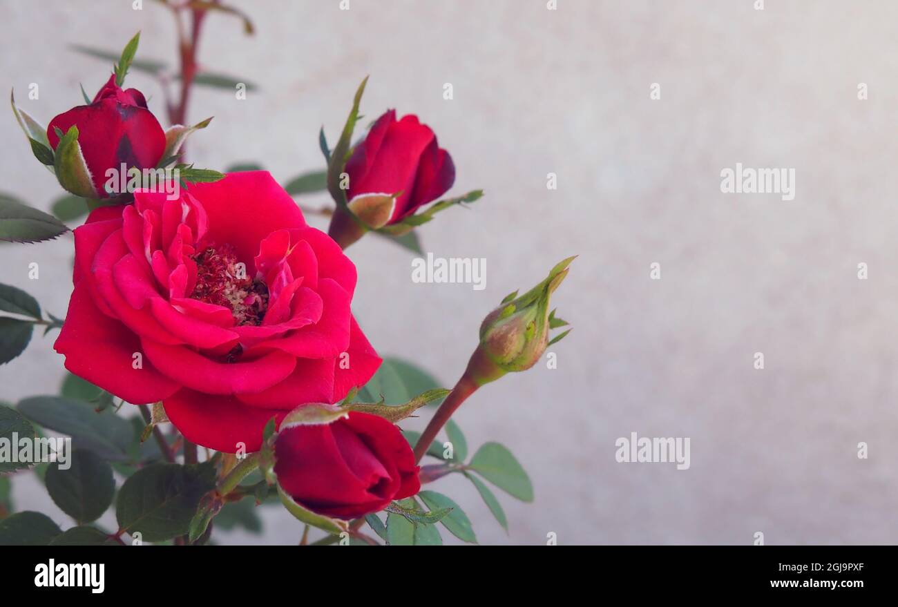 Rock rose shrub rock garden hi-res stock photography and images - Alamy