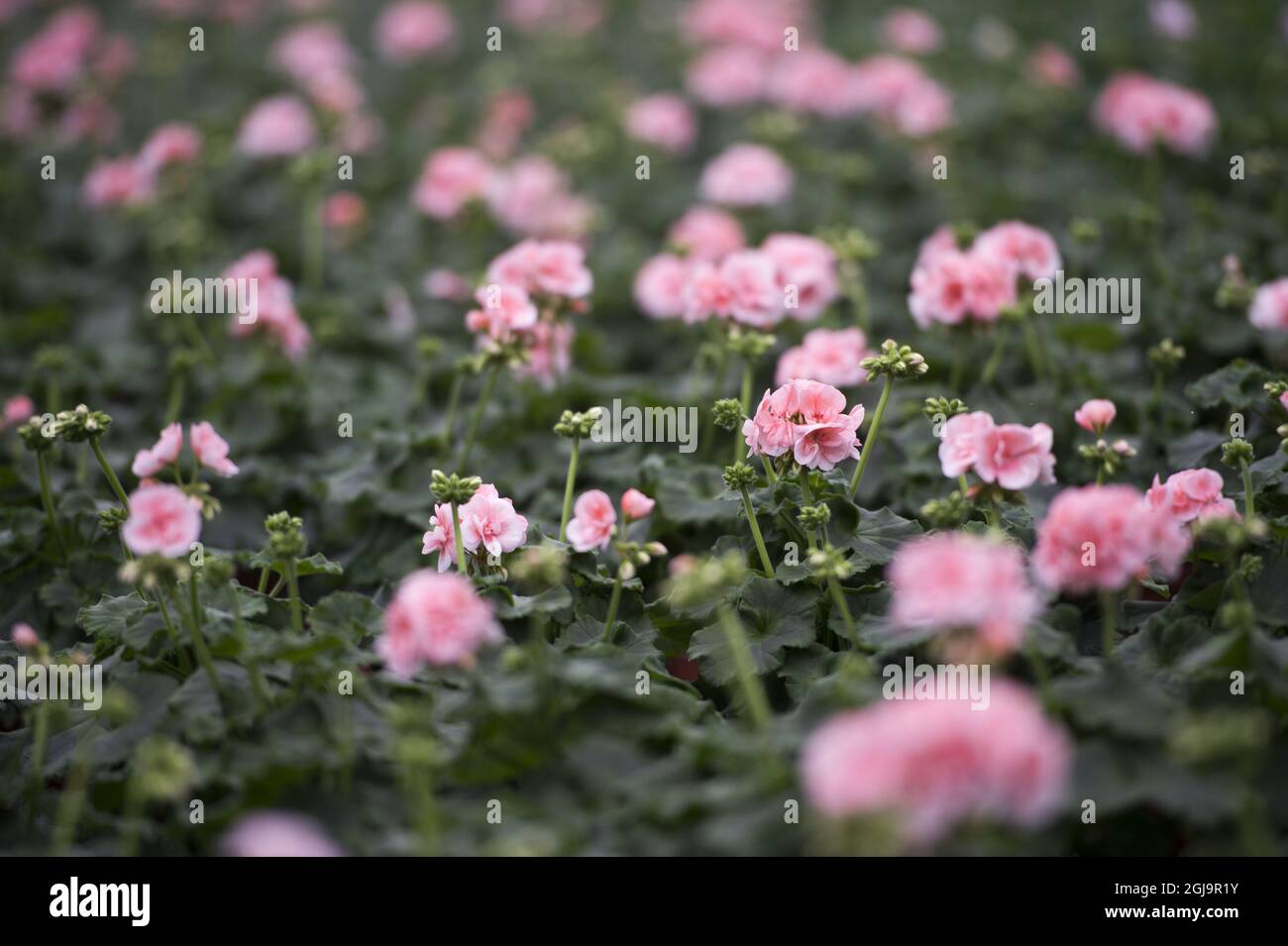 STOCKHOLM 20120101 Geraniums at the Skalleberg market garden in ...