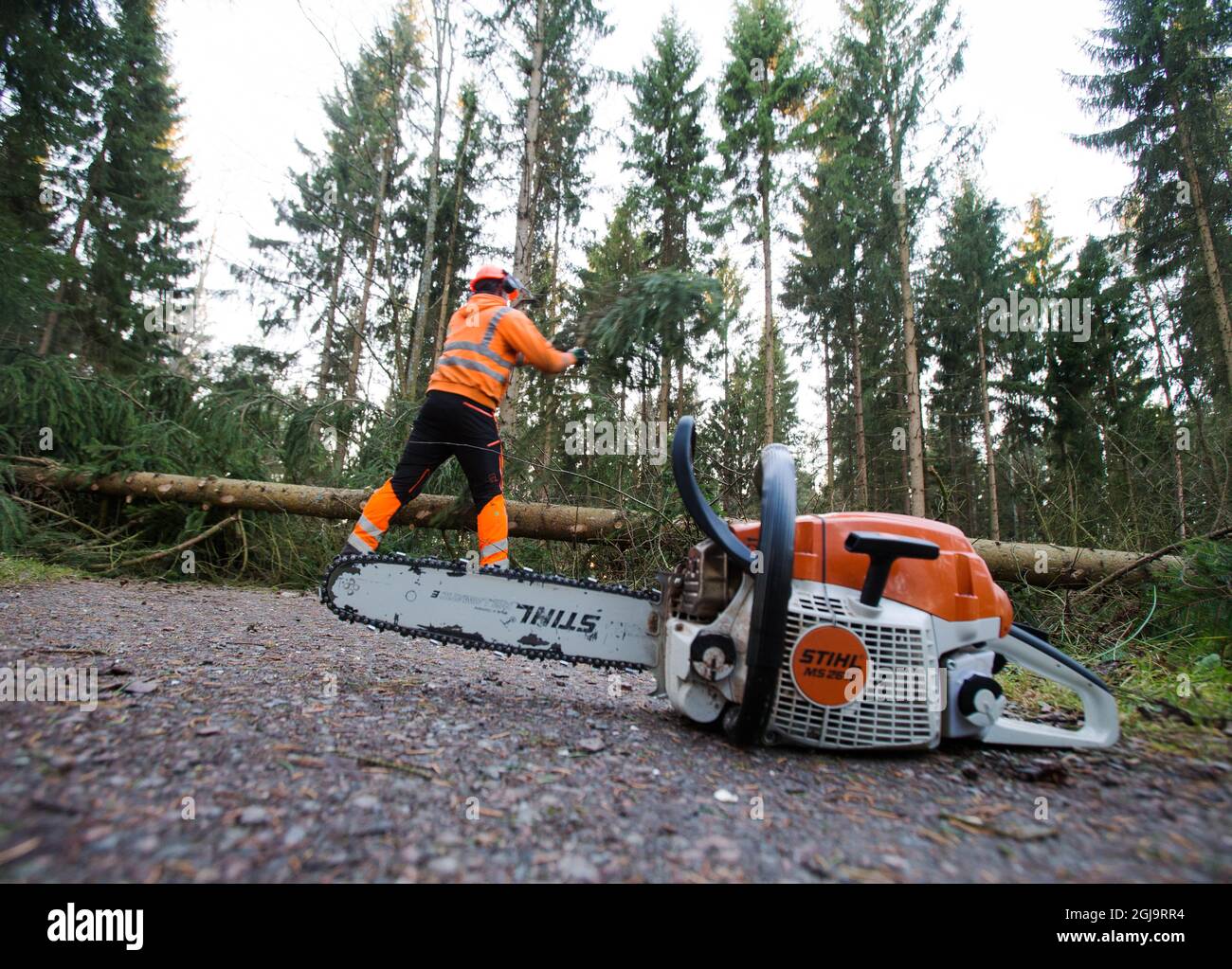 LINKOPING 2015-12-07 Forestry, woodman lumberer lumberman lumberjack ...