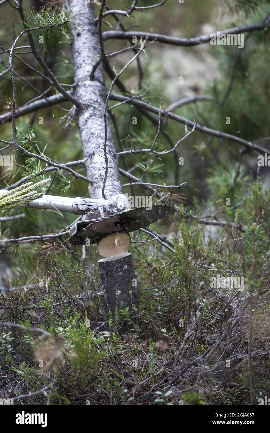 Lumberer hi-res stock photography and images - Alamy