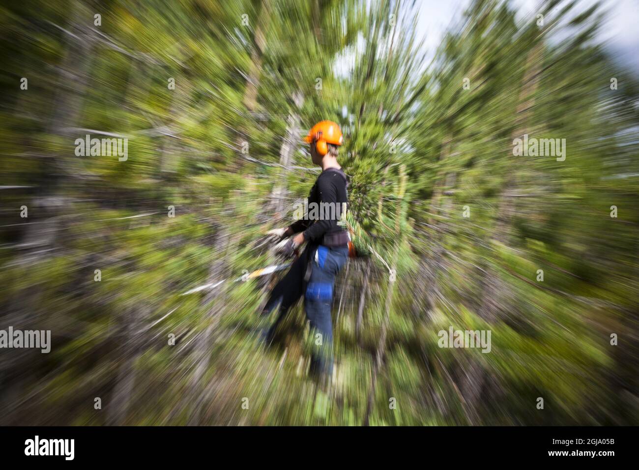 SARNA 2013-06-12 Forestry, woodman, lumberer, lumberman, lumberjack ...