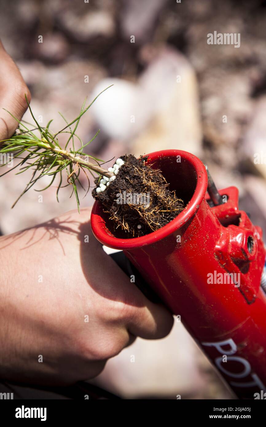 SARNA 2013-06-12 tree planter, clear-felled area, deforestation, booth ...