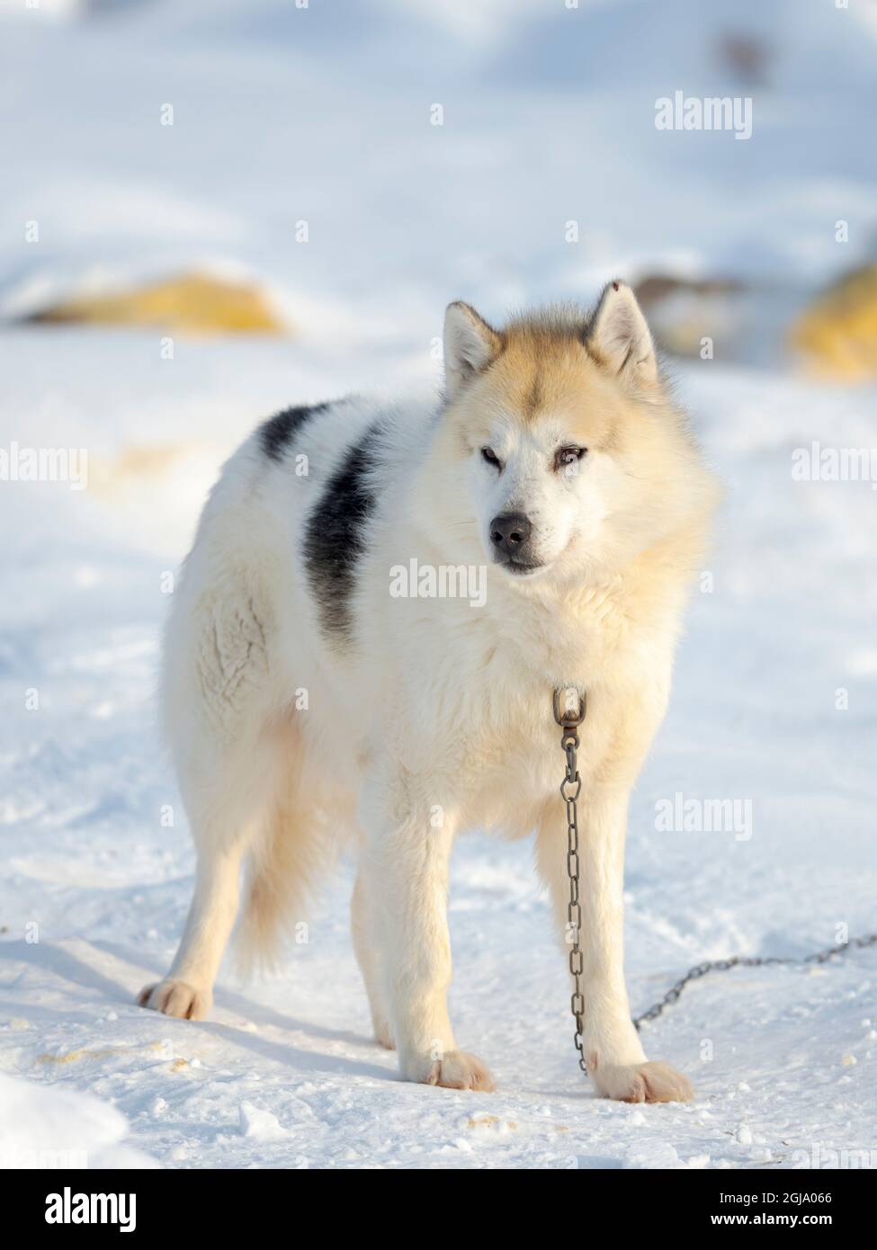 Sled dog in the northwest of Greenland during winter. Kullorsuaq, a ...