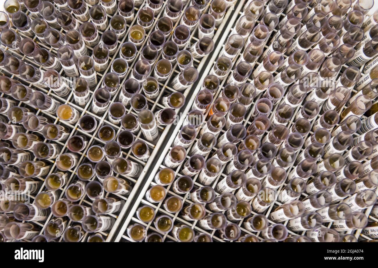 STOCKHOLM 20160406 test tubes with blood and plasma samples at the ...