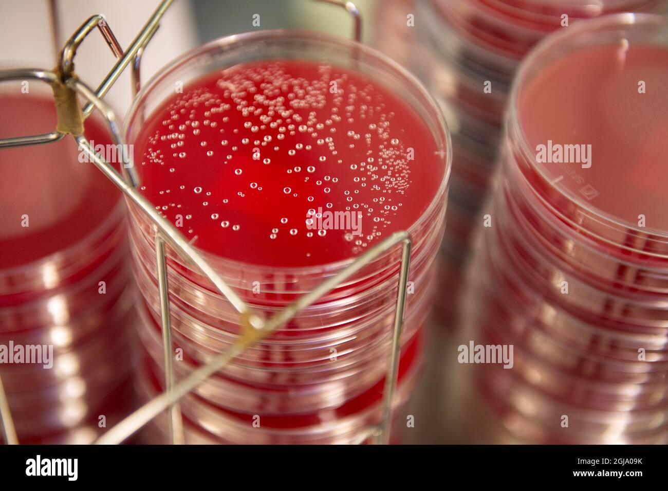 STOCKHOLM 20151211 Petri dishes with agar, a nutrient-rich jelly ...