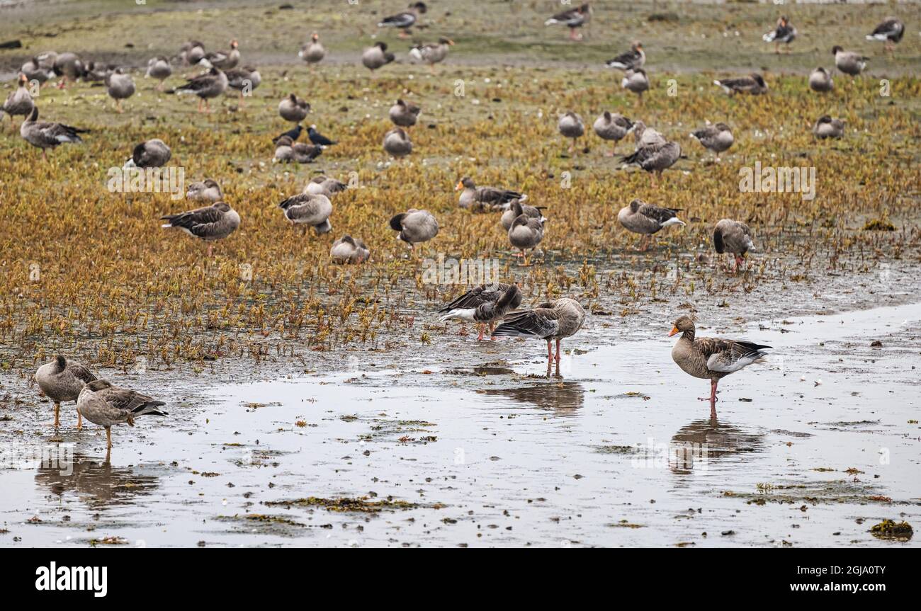 Birds usually migrate hi-res stock photography and images - Alamy