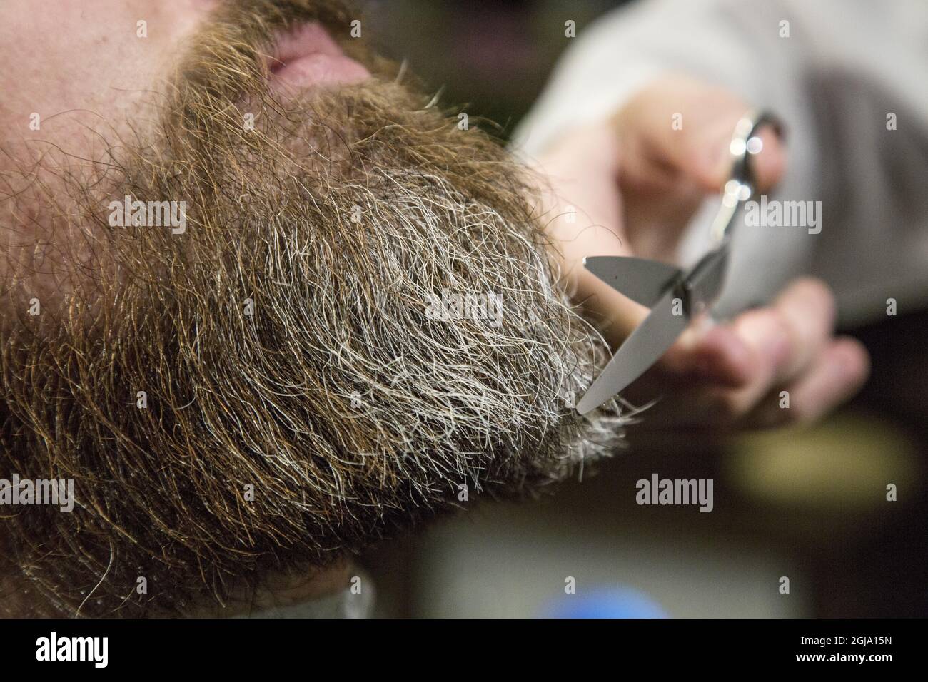 STOCKHOLM 2016-05-27 Trimming of a mail beard at a barbers shop Foto ...