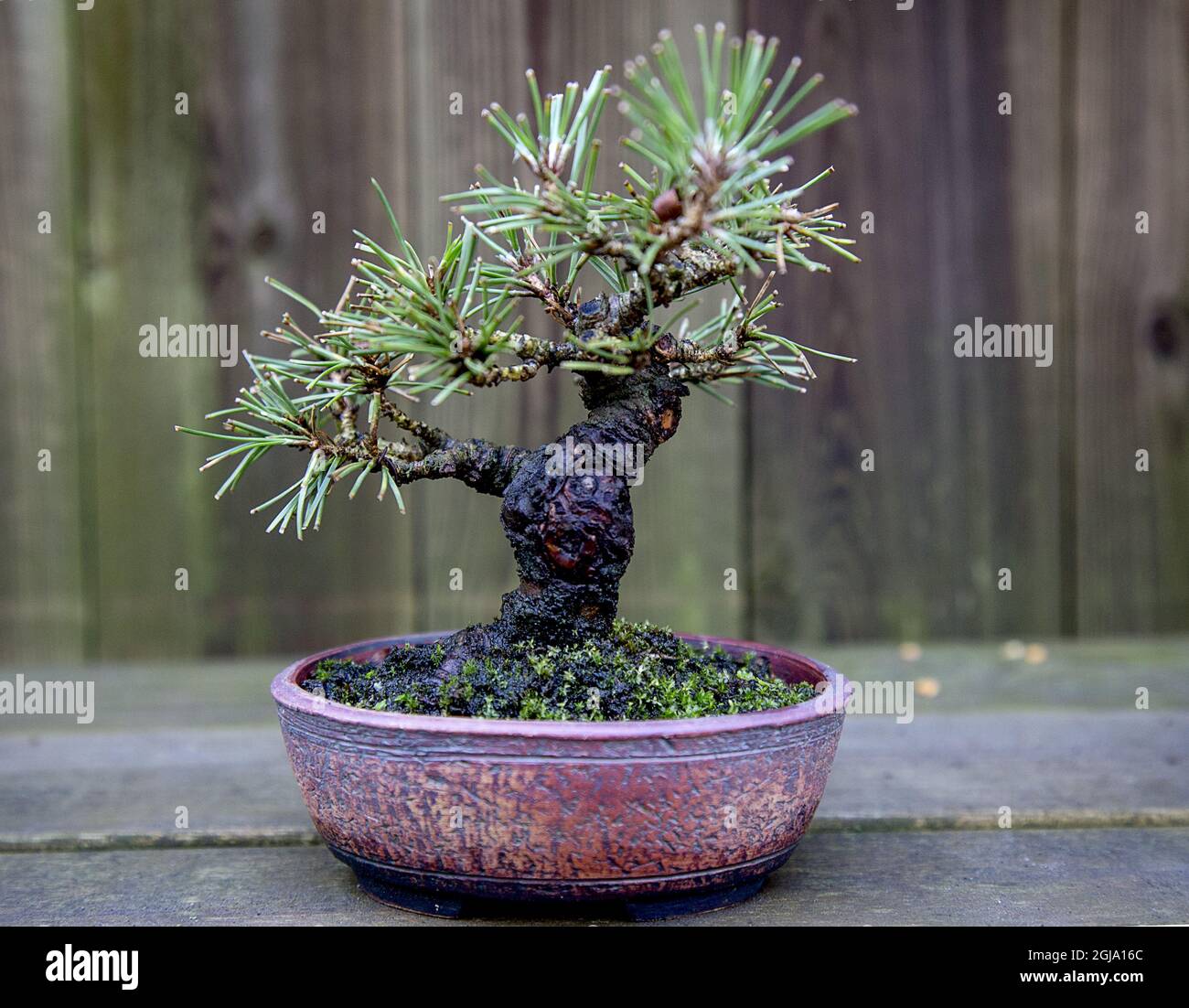 GOTEBORG 2016-03-22 Bonsai tree Foto Adam Ihse / TT / Kod 9200 Stock ...