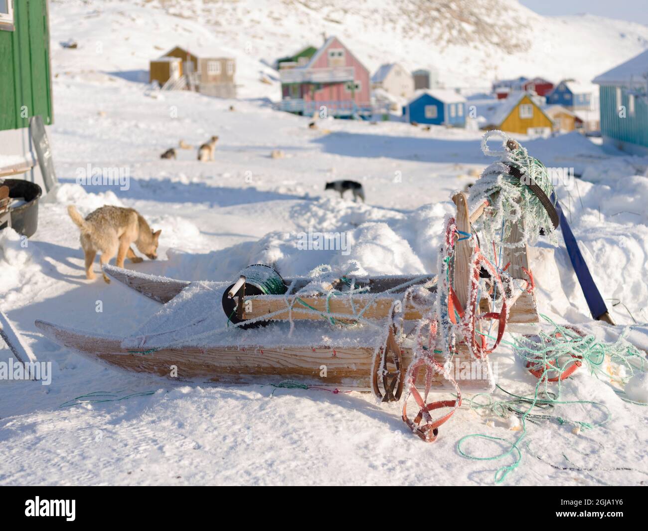 The traditional and remote Greenlandic Inuit village Kullorsuaq located ...