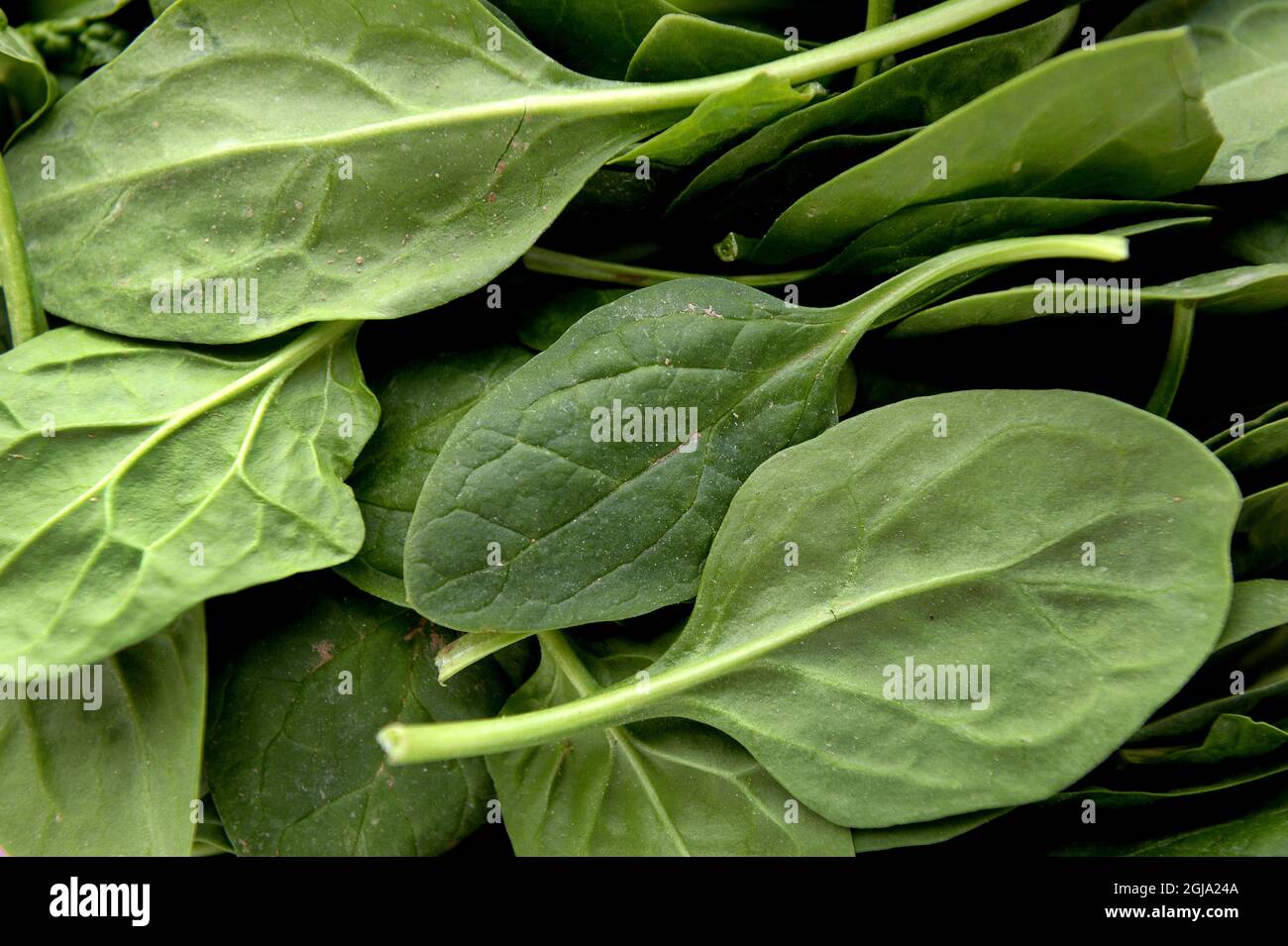 STOCKHOLM 20160504 spinach Foto: Janerik Henriksson / TT / Kod 10010 ...
