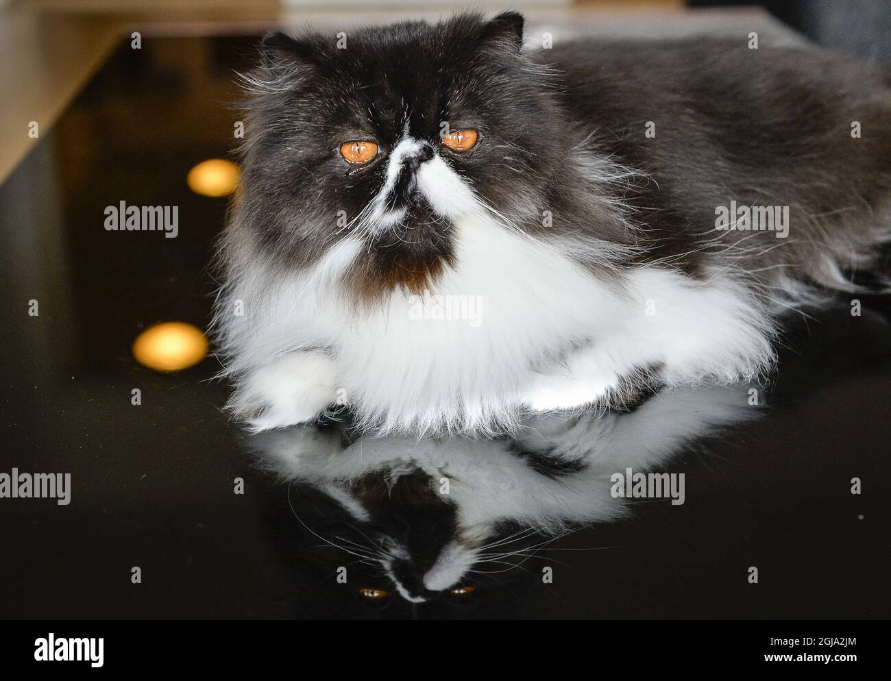 STOCKHOLM 2016-04-04 Cat of the rase Perser Foto: Anders Wiklund / TT ...