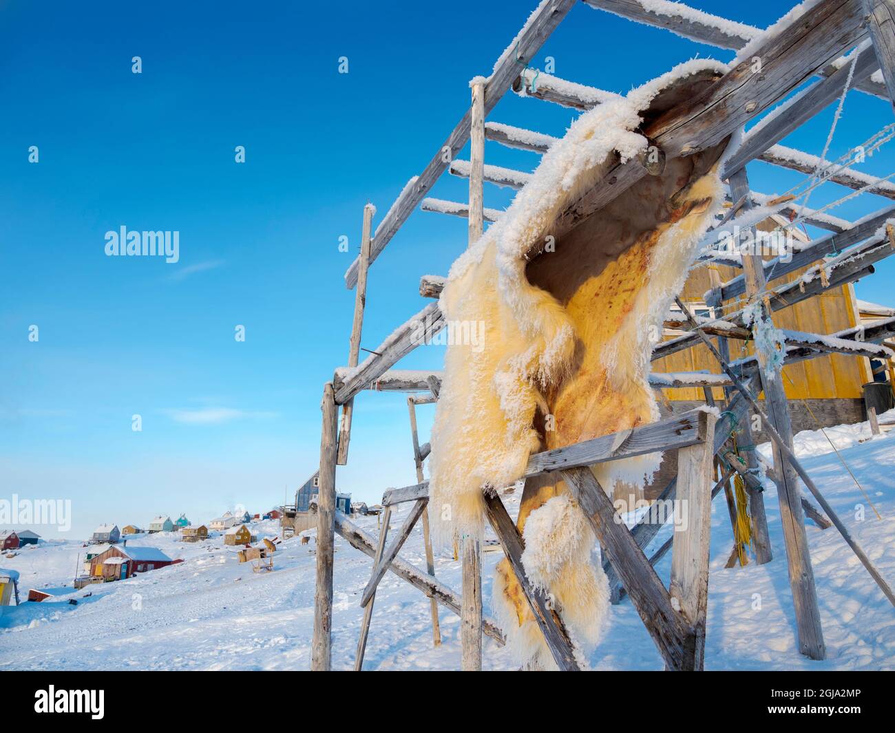 Inuit hunting a polar bear hi-res stock photography and images - Alamy