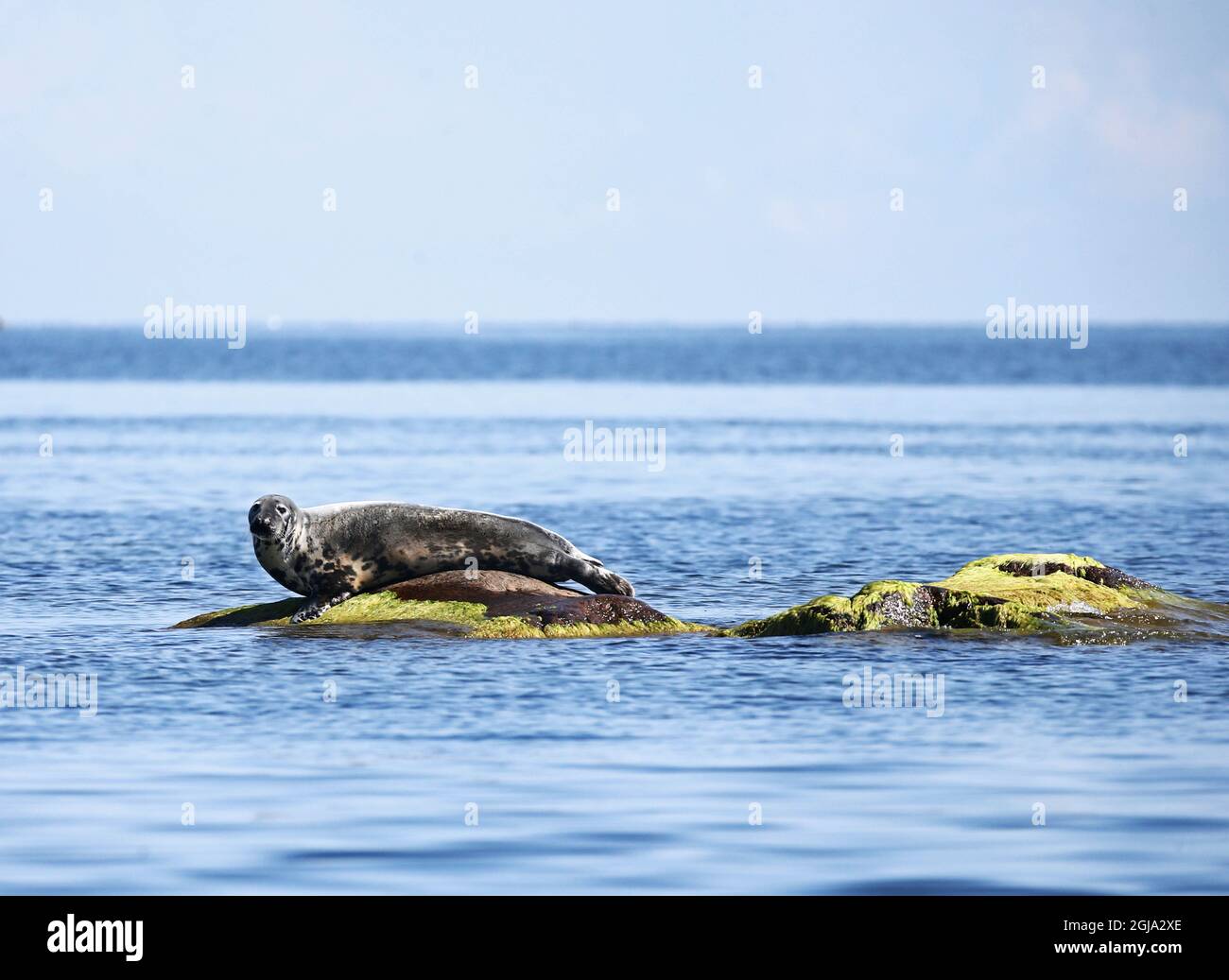 OSTERSJON 2015 gray seals in the Baltic Sea Foto Jeppe Gustafsson / TT ...