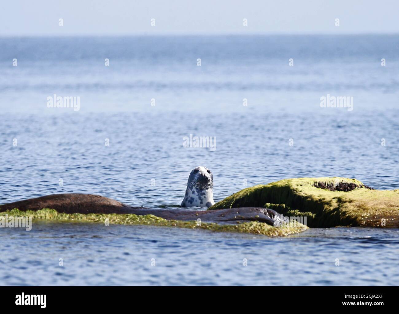 OSTERSJON 2015 gray seals in the Baltic Sea Foto Jeppe Gustafsson / TT ...