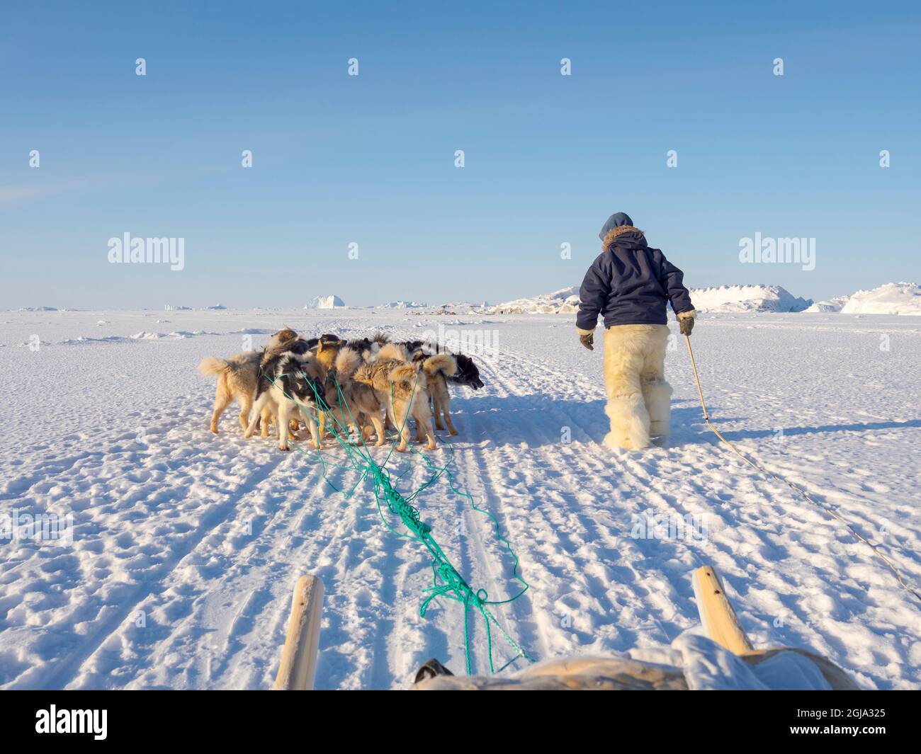 Sled dogs are guided through difficult terrain. Inuit hunter wearing ...