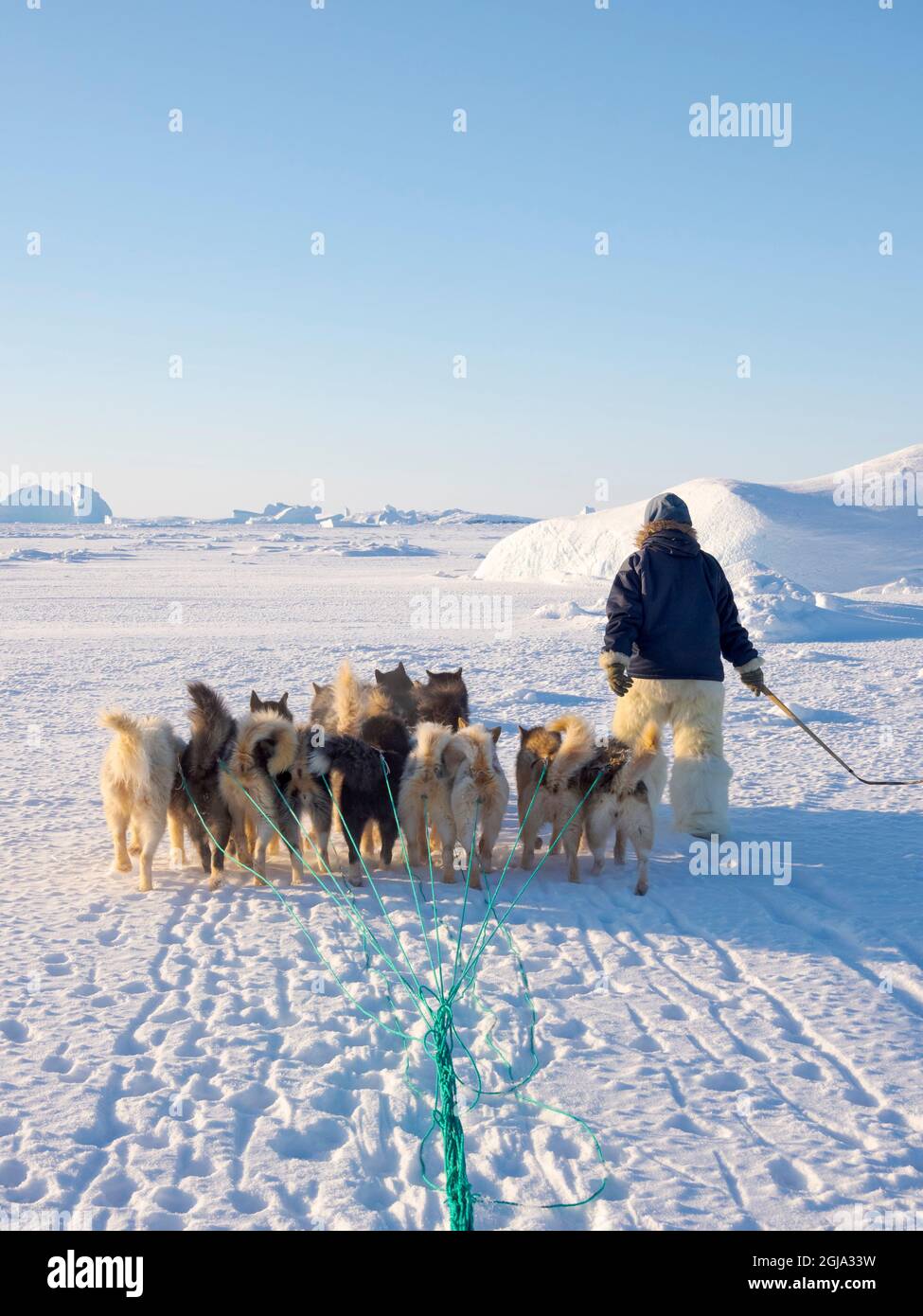 Inuit hunter with his dog sled team hi-res stock photography and images ...