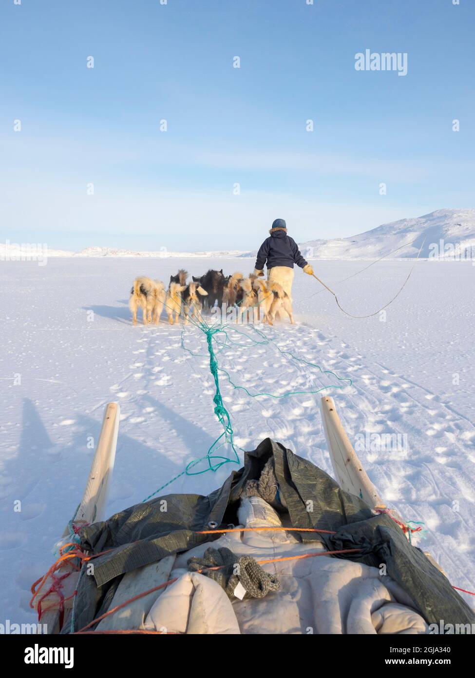 Sled dogs are guided through difficult terrain. Inuit hunter wearing ...