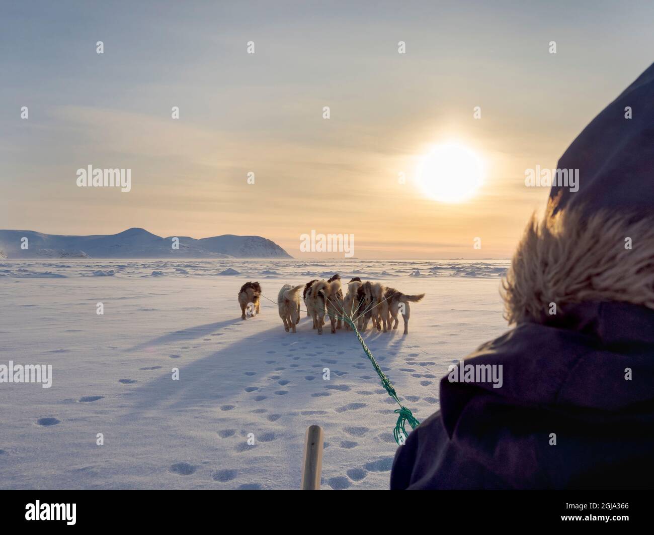 Inuit hunter on dog sled on the sea ice of the Melville Bay near ...