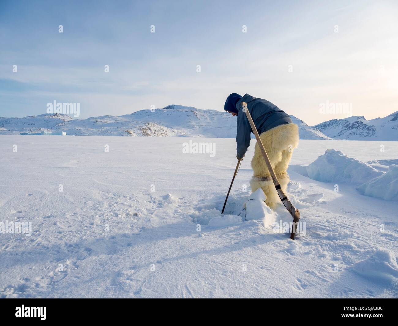 Harvesting a seal from a trap underneath the sea ice. Inuit hunter ...