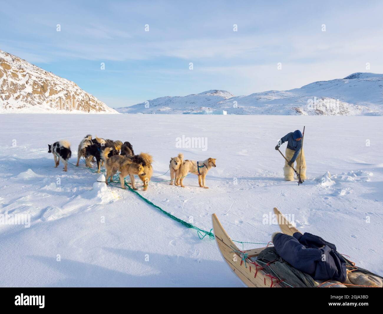 Harvesting a seal from a trap underneath the sea ice. Inuit hunter ...