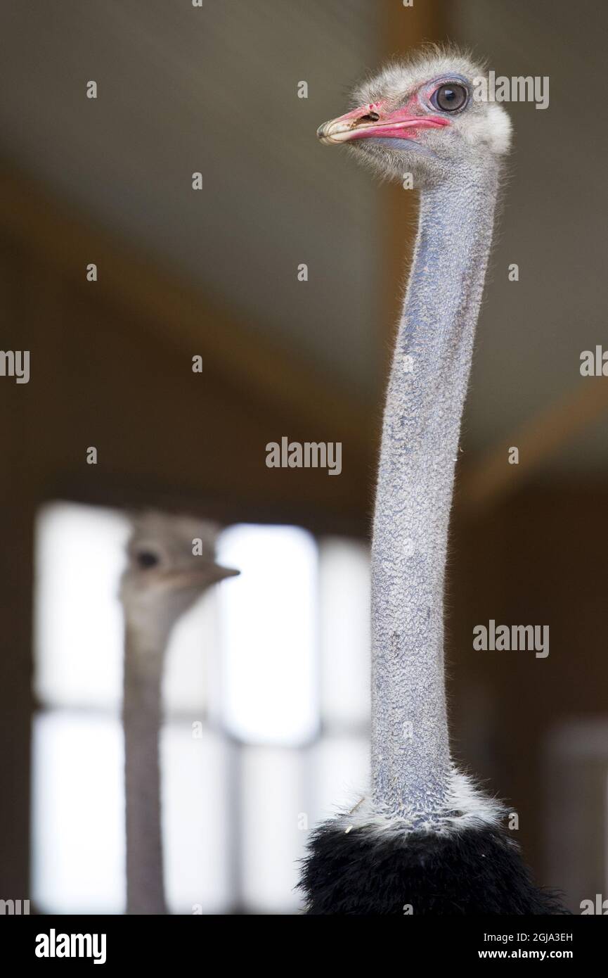 BORLANGE 2013-09-12 Ostriches in a Ostrich farm. Foto Trons / TT Kod ...
