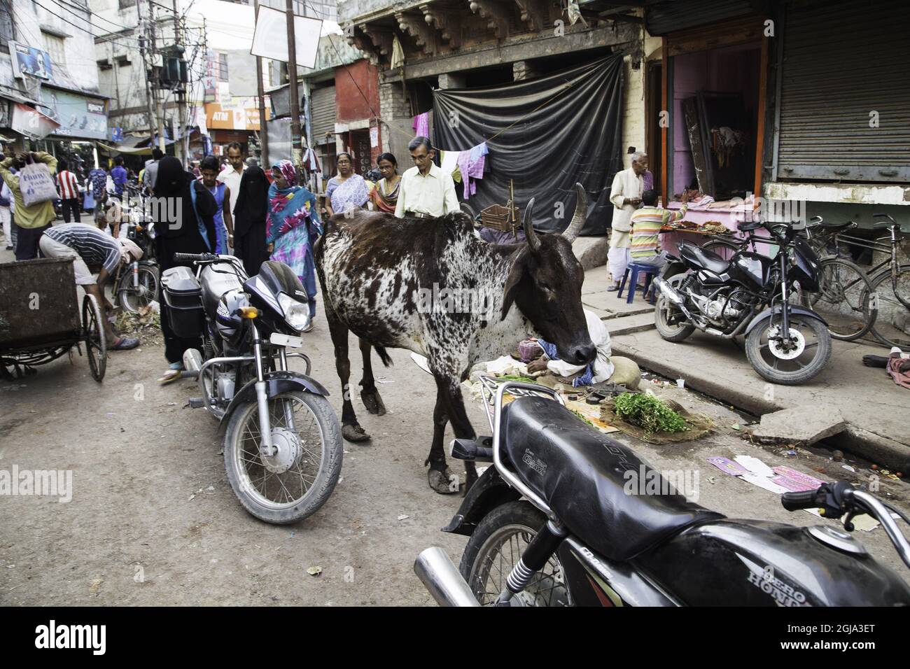 VARANASI 2016-03-02 A holy cow in Varanasi by the holy river Ganges ...