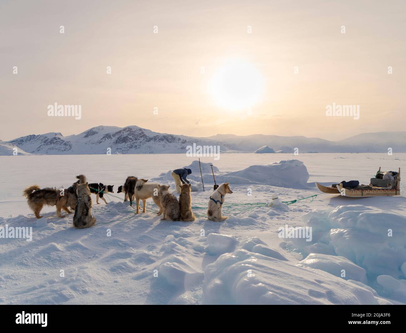 Harvesting a seal from a trap underneath the sea ice. Inuit hunter ...