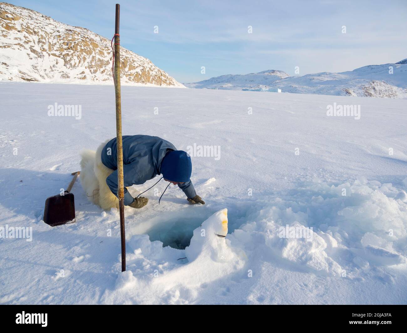 Harvesting a seal from a trap underneath the sea ice. Inuit hunter ...