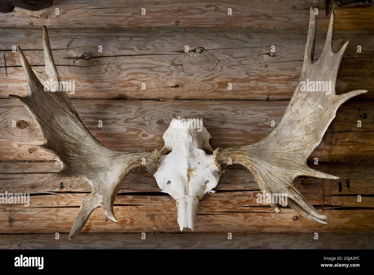 Ttexportgenre 16 taggers moosehorn hi-res stock photography and images ...