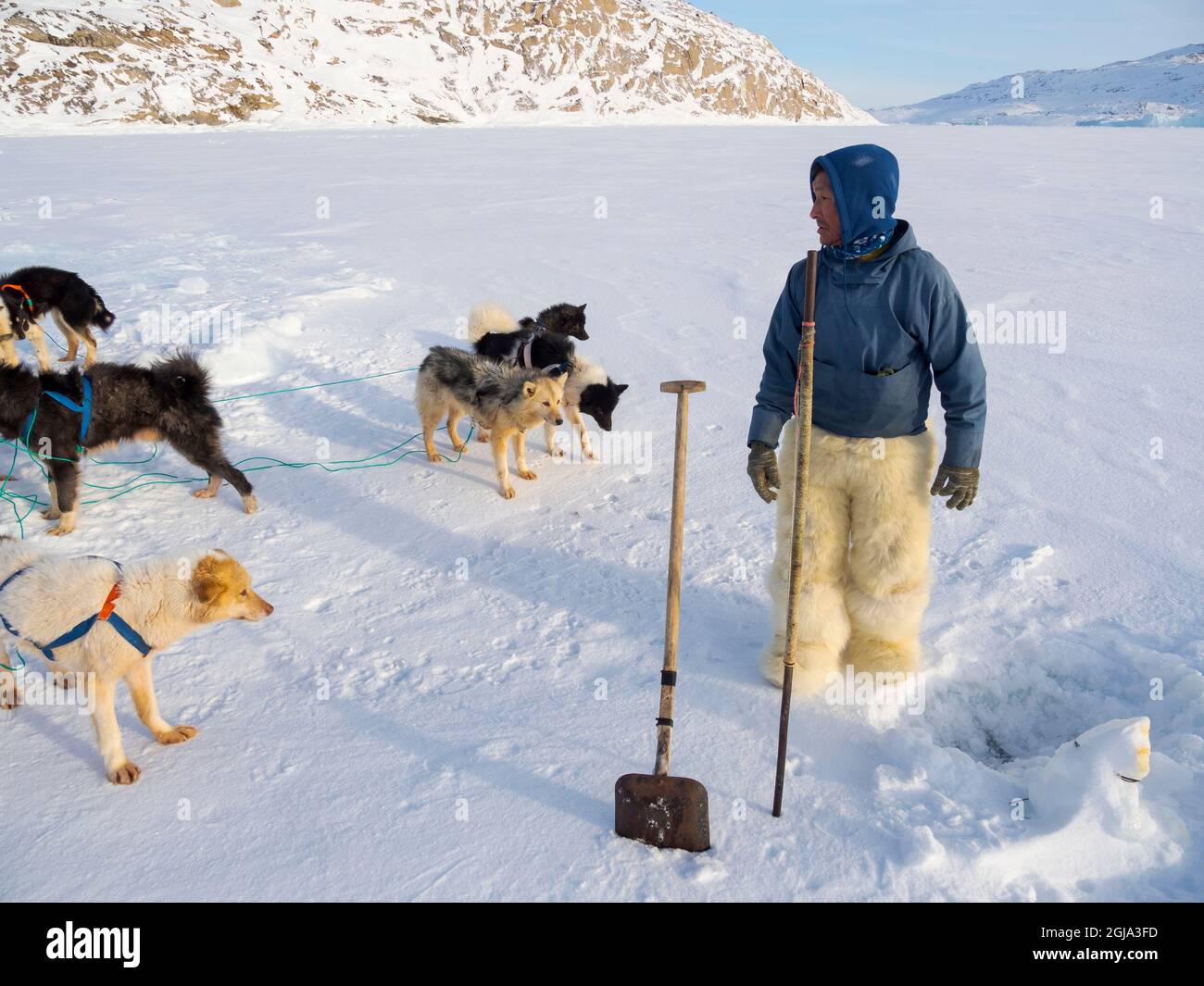 Harvesting a seal from a trap underneath the sea ice. Inuit hunter ...