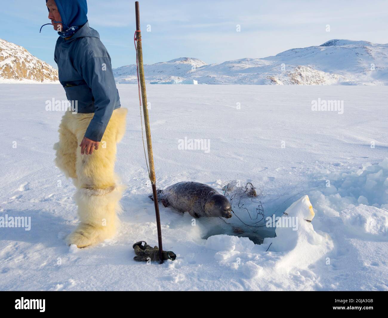 Harvesting a seal from a trap underneath the sea ice. Inuit hunter ...