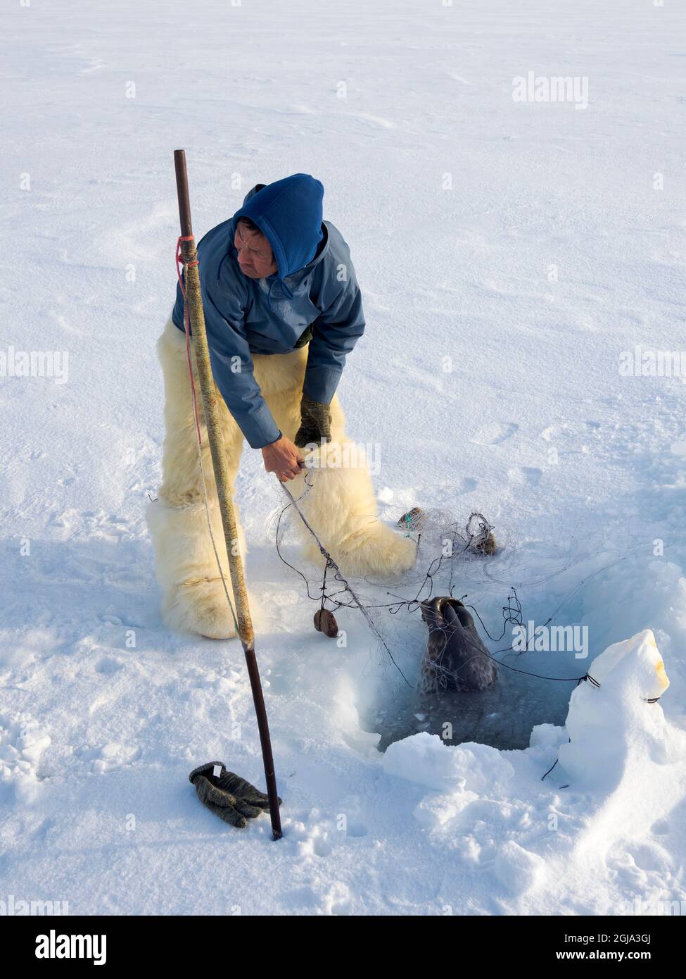 Harvesting a seal from a trap underneath the sea ice. Inuit hunter ...