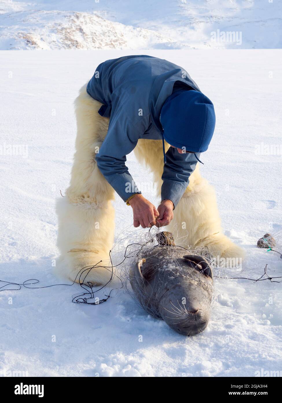Harvesting a seal from a trap underneath the sea ice. Inuit hunter ...