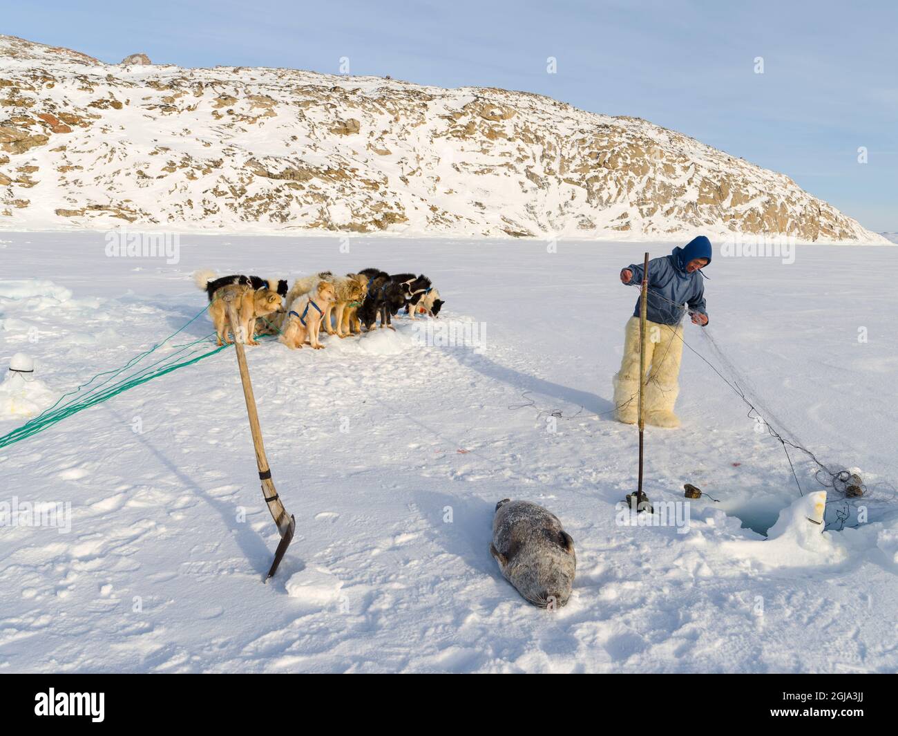 Harvesting a seal from a trap underneath the sea ice. Inuit hunter ...
