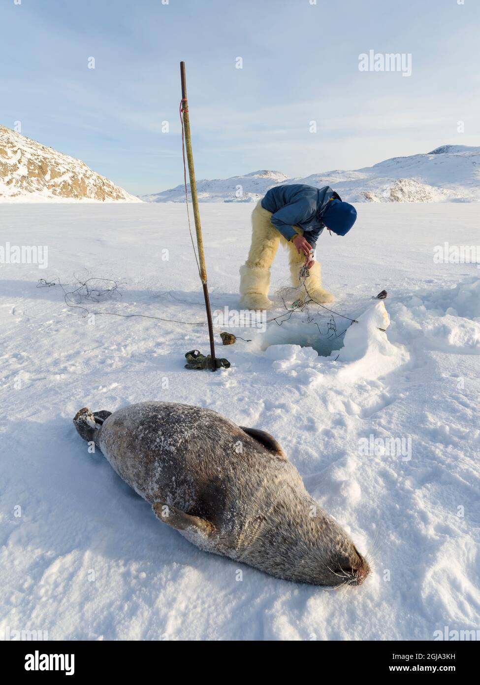 Harvesting a seal from a trap underneath the sea ice. Inuit hunter ...