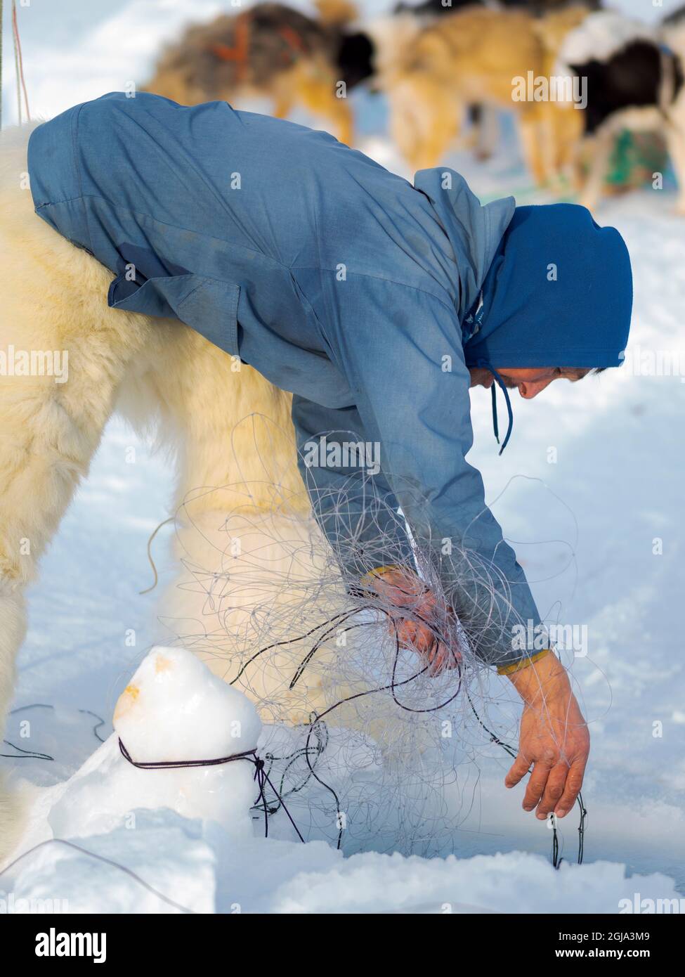 Harvesting a seal from a trap underneath the sea ice. Inuit hunter ...