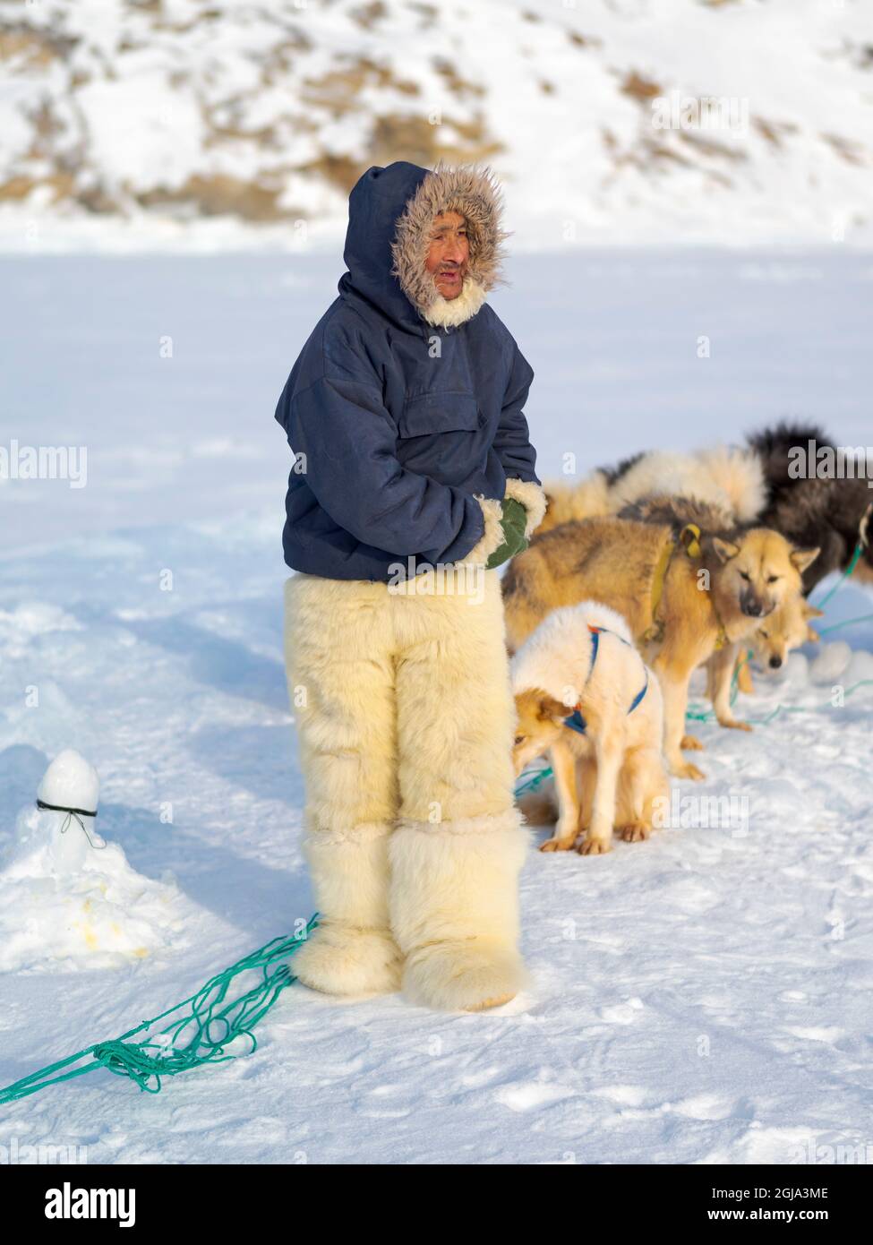 Harvesting a seal from a trap underneath the sea ice. Inuit hunter ...