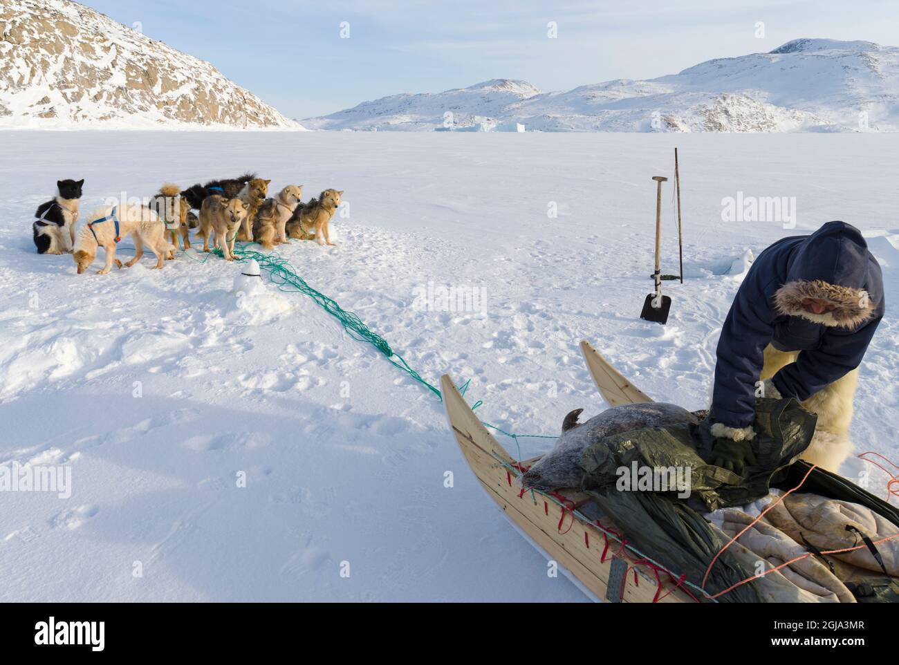 Harvesting a seal from a trap underneath the sea ice. Inuit hunter ...