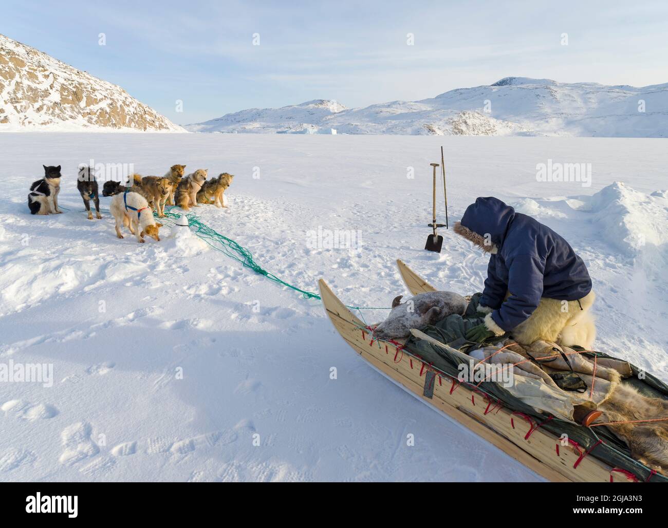Harvesting a seal from a trap underneath the sea ice. Inuit hunter ...