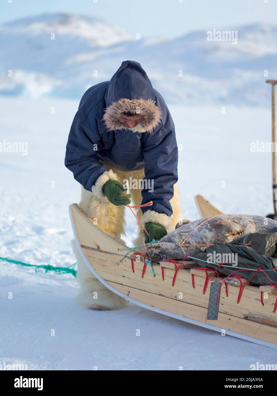 Harvesting a seal from a trap underneath the sea ice. Inuit hunter ...