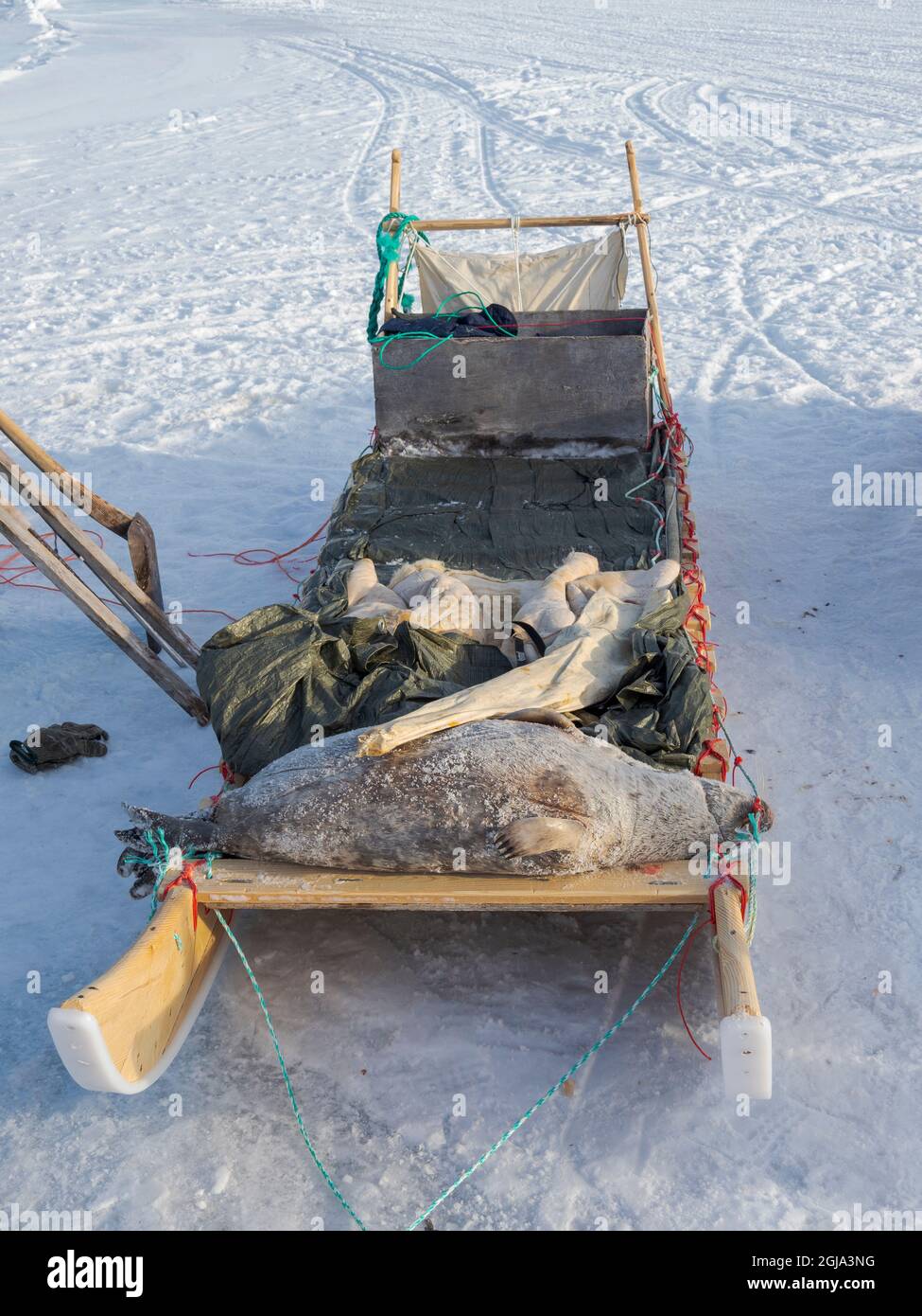 Harvesting a seal from a trap underneath the sea ice. Inuit hunter ...