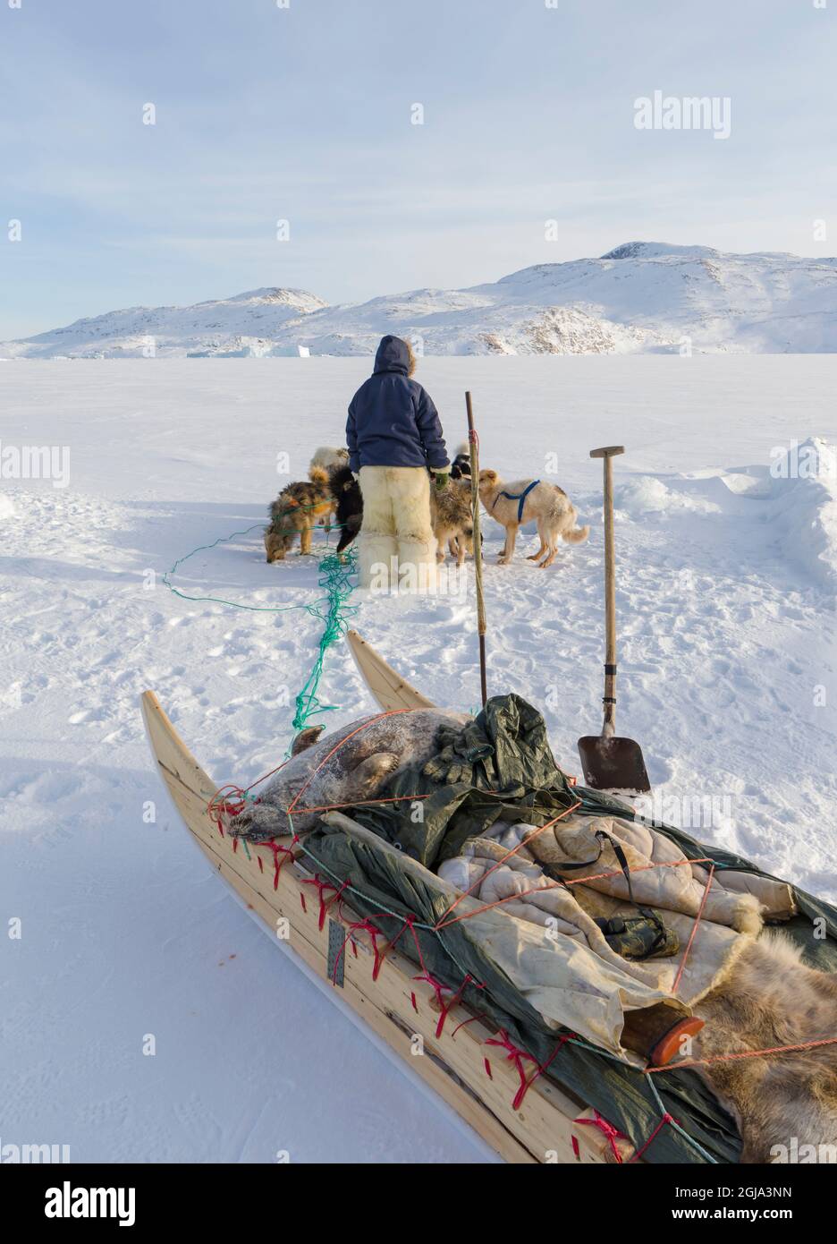Harvesting a seal from a trap underneath the sea ice. Inuit hunter ...