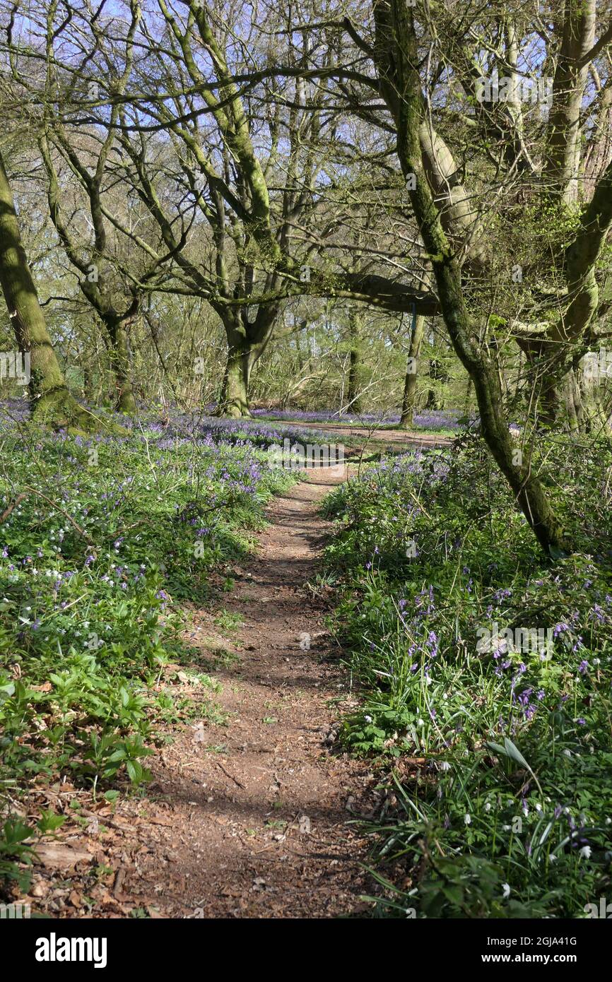 Path through English bluebell wood Stock Photo - Alamy