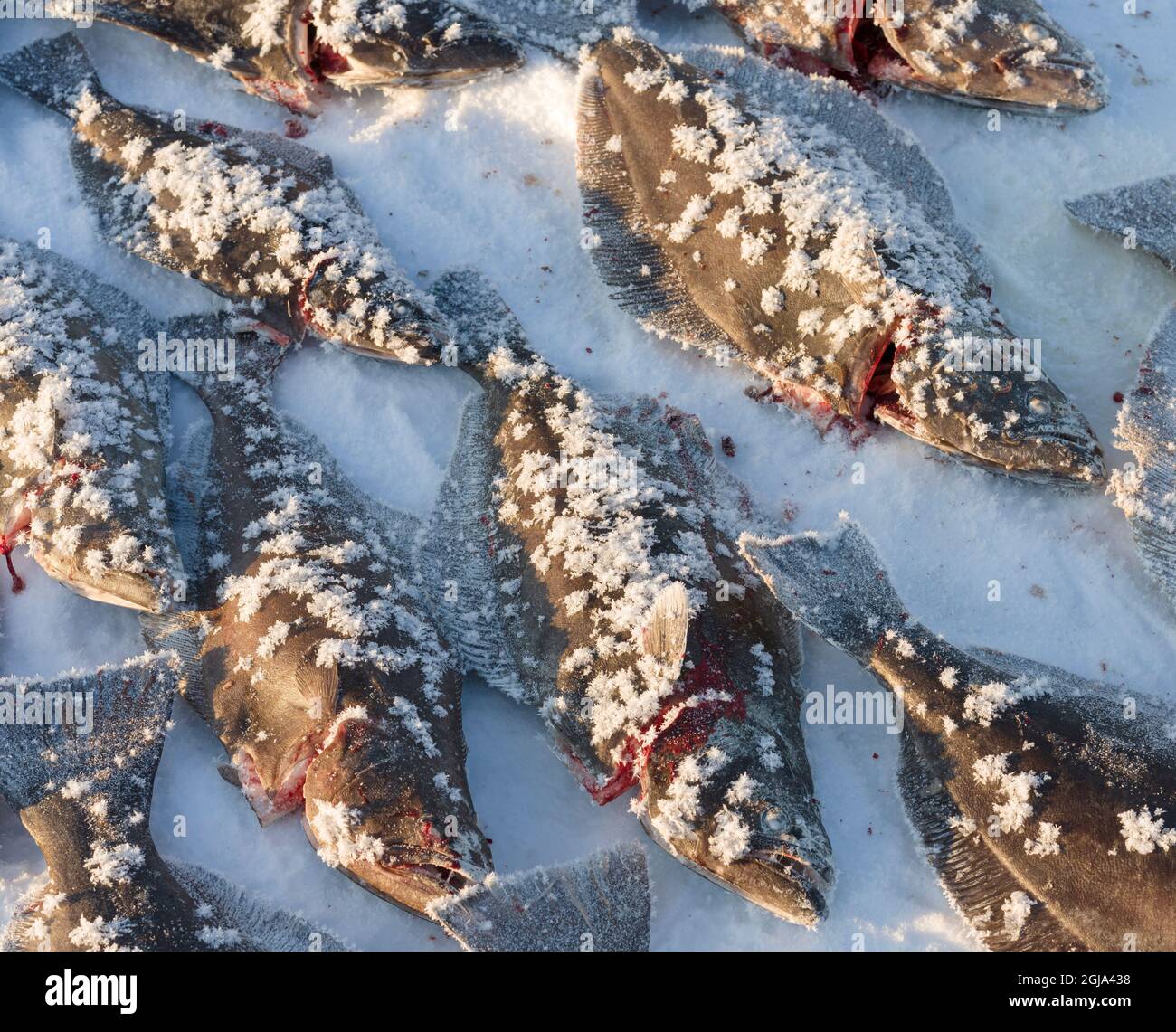 Fishing for halibut on the sea ice of the frozen Melville Bay, near ...