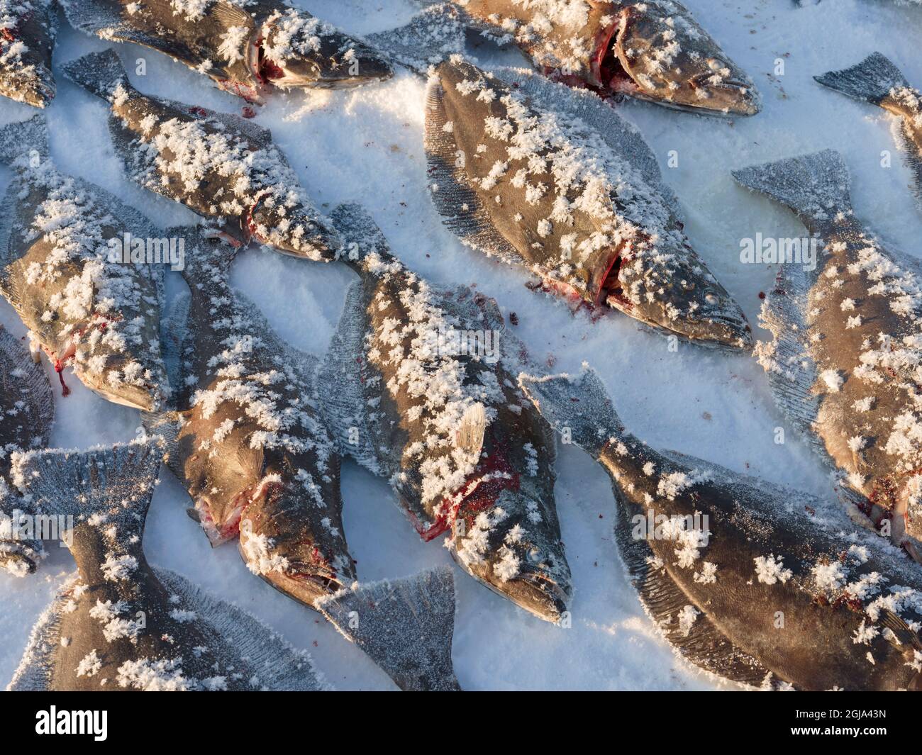Fishing for halibut on the sea ice of the frozen Melville Bay, near ...