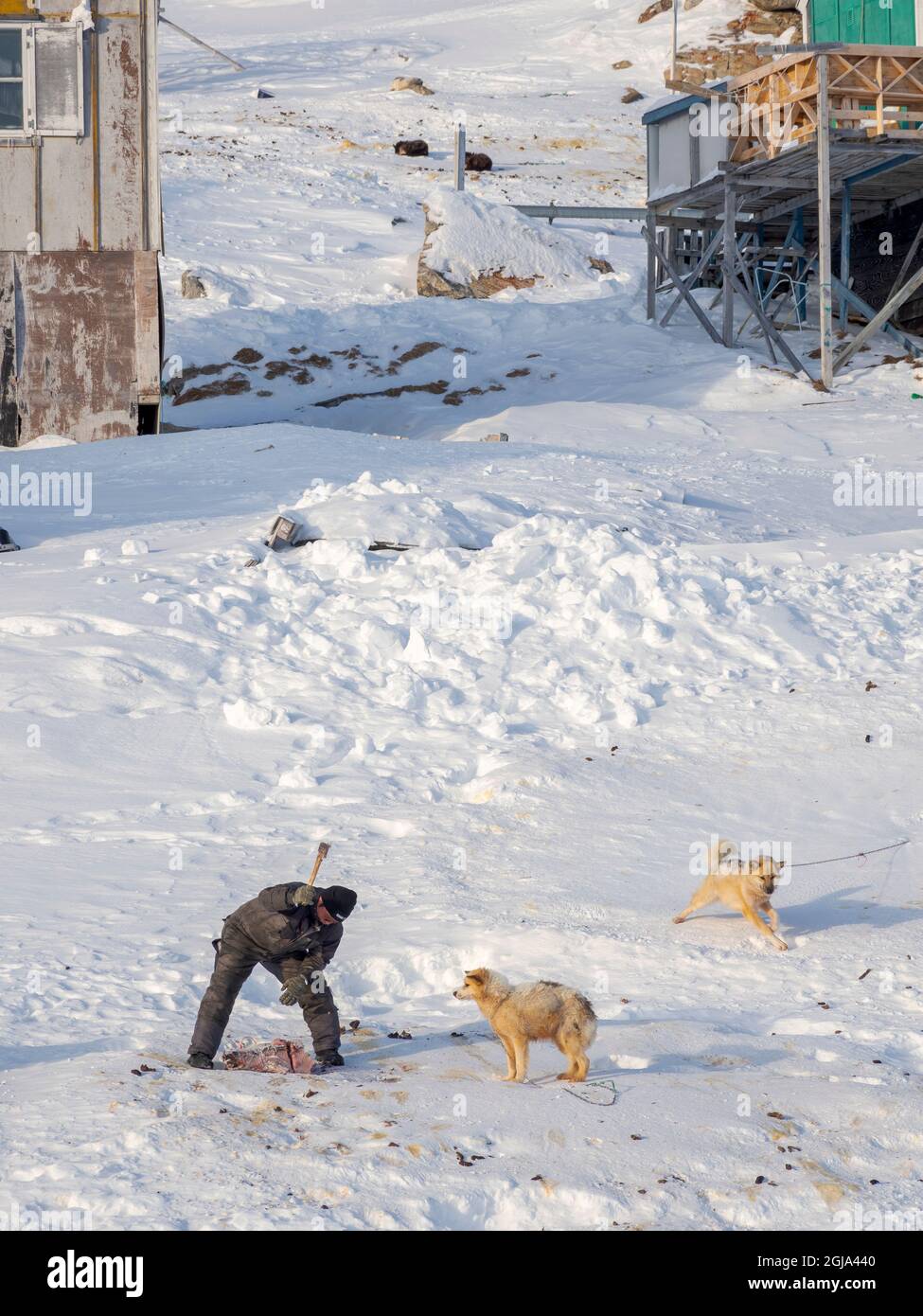 Feeding the sled dogs. The traditional and remote Greenlandic Inuit ...