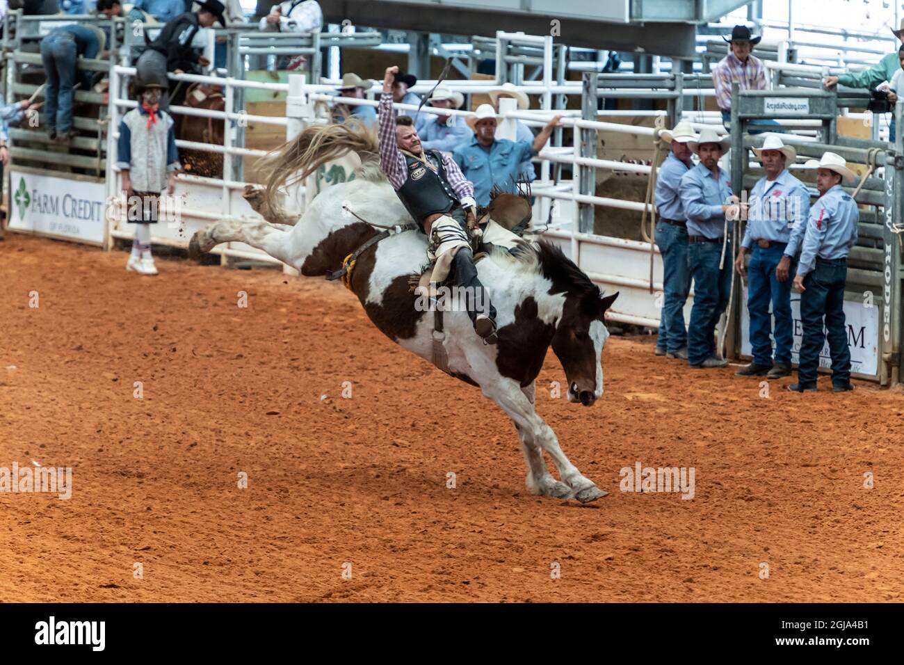 Bucking horse trying to throw off a rider at a rodeo. (Editorial Use ...
