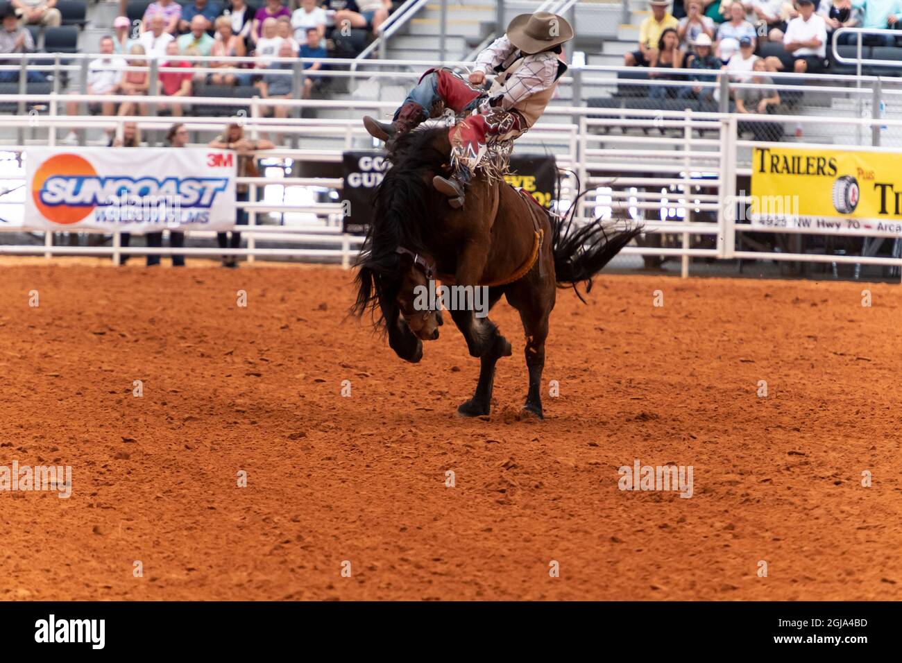 Man bareback riding a bucking bronco or horse Stock Photo - Alamy