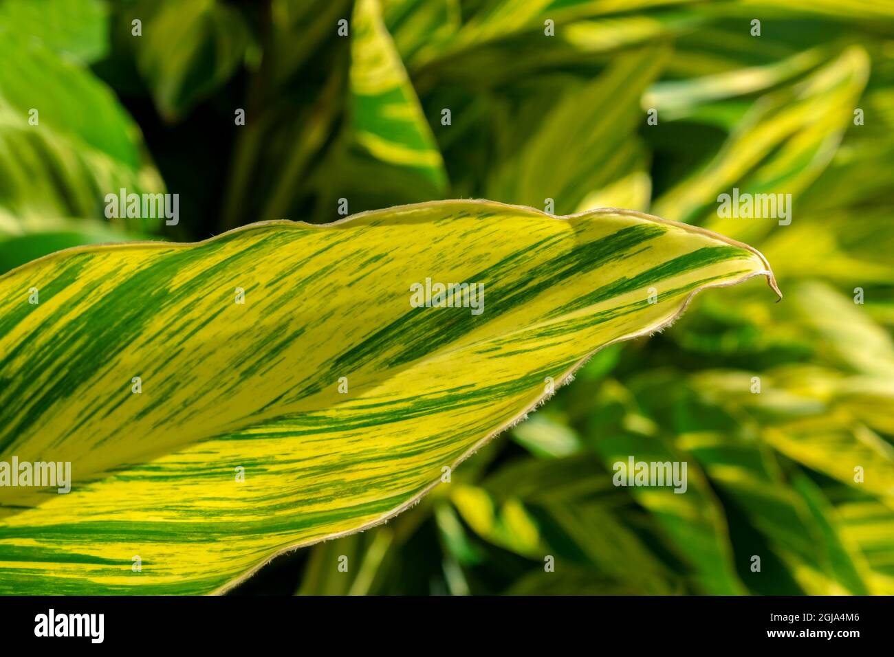 Variegated shell ginger hi-res stock photography and images - Alamy